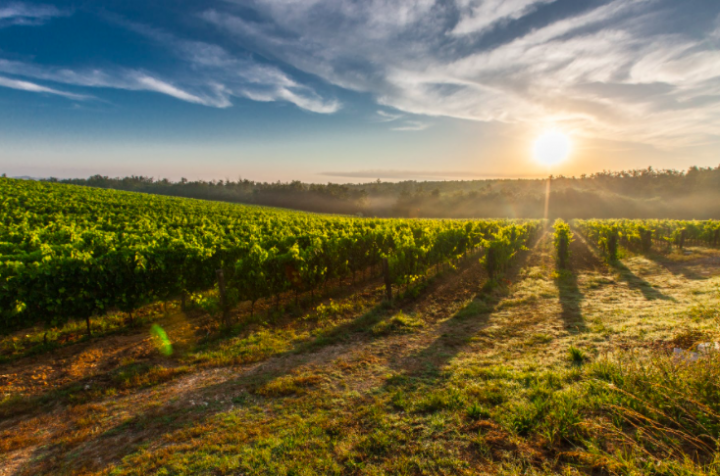 Champagne routes in Frankrijk en Italië › WorldWideWendy